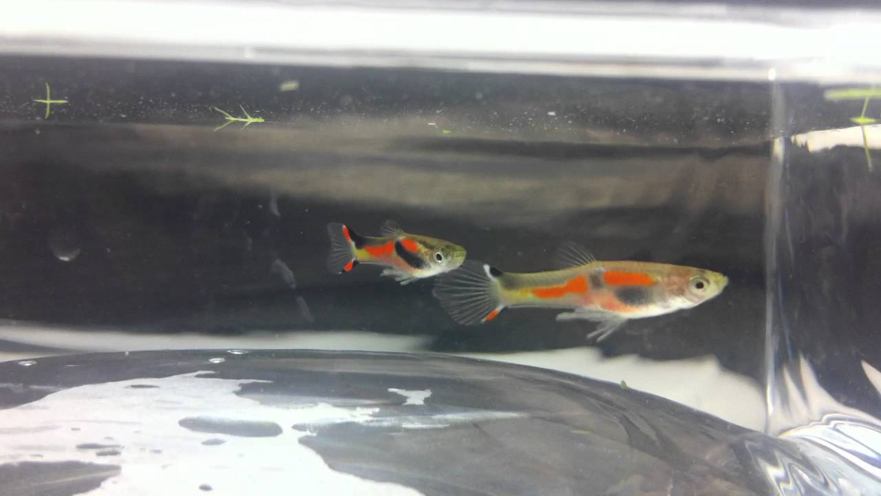 Endlers Original type - YouTube