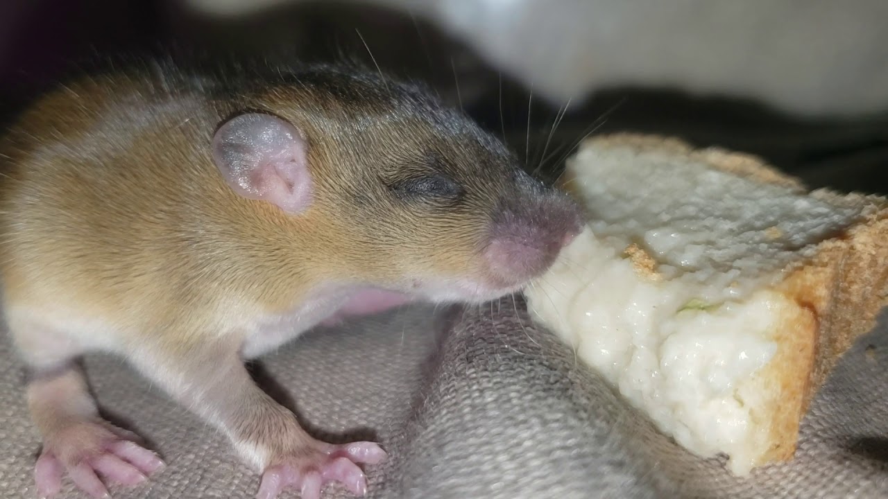 Wild baby rat eats 🐀 Ep.2 - YouTube