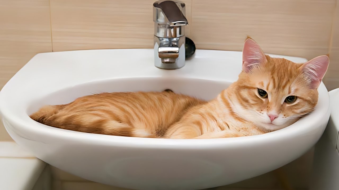 cat lovers - marcon cat family | catdreams animal | - YouTube