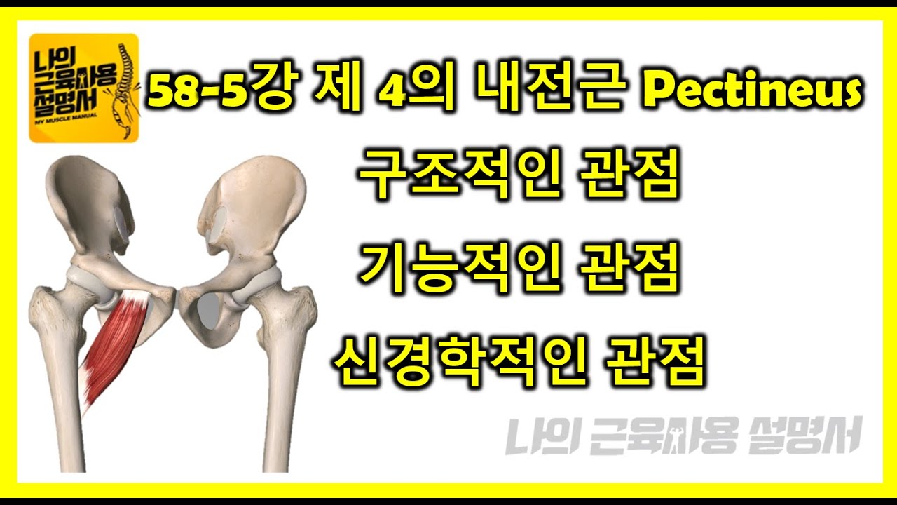 58-5강 Pectineus를 구조적관점, 기능적관점, 신경학적관점에서 분류해 보자 - YouTube
