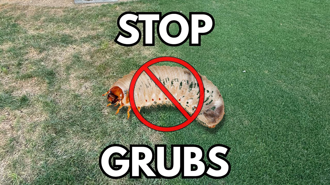 EASIEST Grub Prevention & Treatment! - YouTube