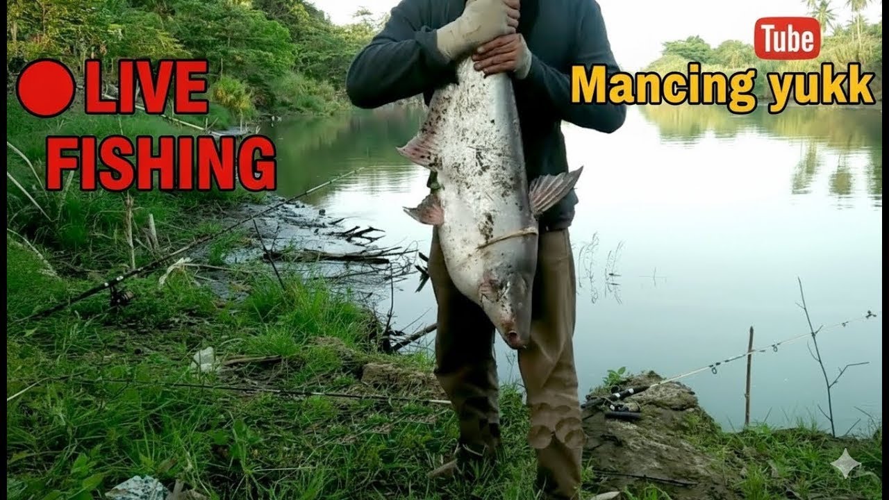 🛑Mancing yuk!!! sedang live sekarang!... catfish fishing - YouTube