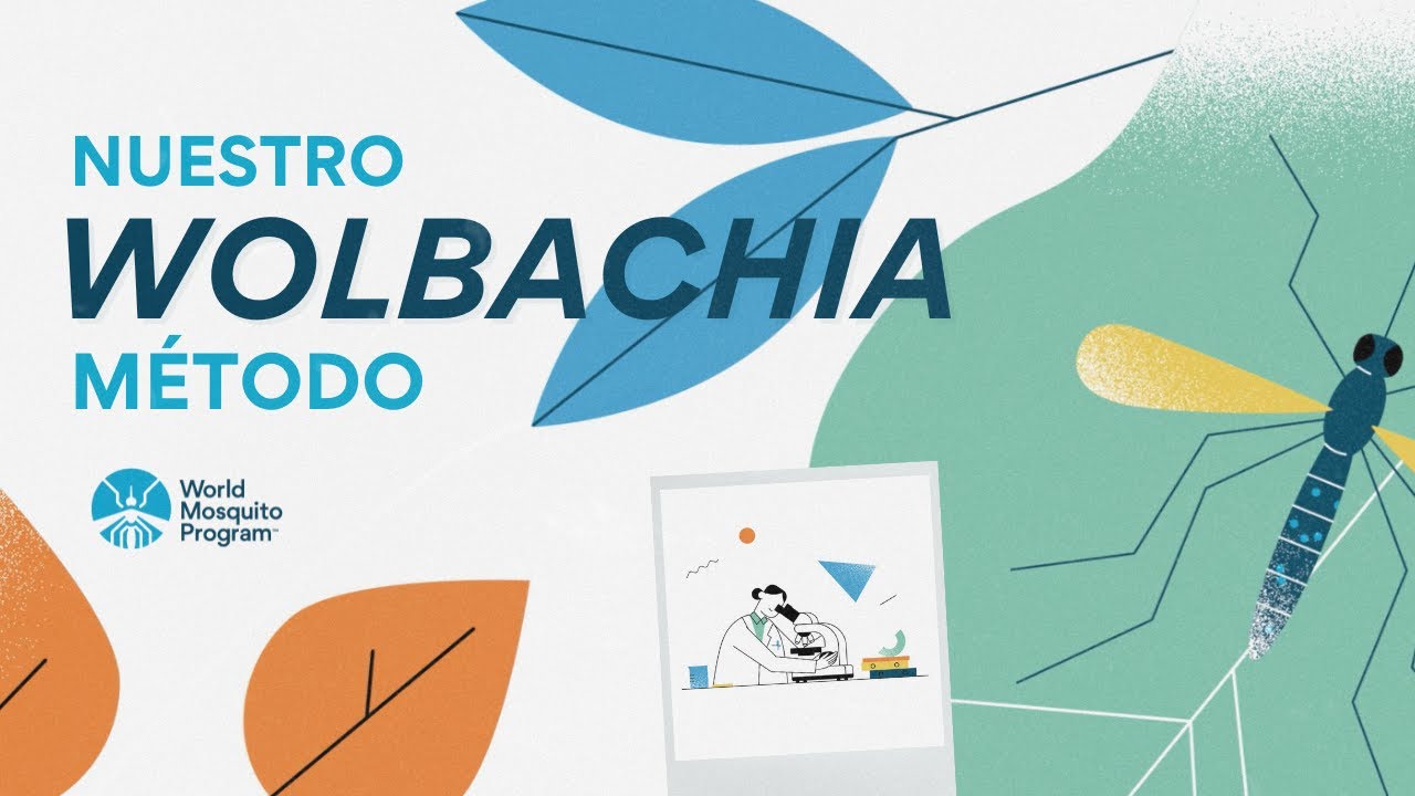 World Mosquito Program - Our Wolbachia Method (Spanish) - YouTube
