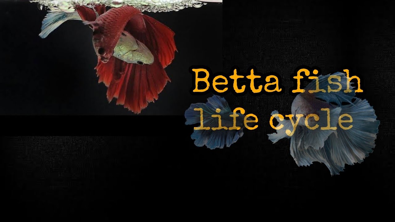 BETTA FISH LIFE CYCLE | IN TELUGU | SUBSCRIBER SERIES EP - 16 ...