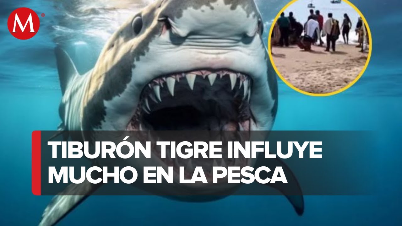 ¿Qué se sabe del ataque de tiburón en playas de Jalisco? - YouTube