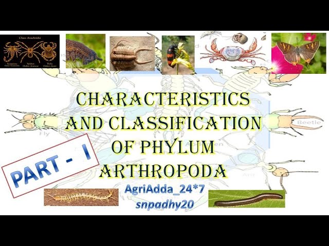 Phylum Arthropoda Features And Classification With Diagram