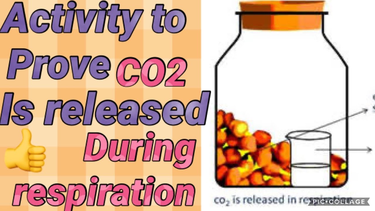 Activity to prove carbon dioxide is released during respiration ...