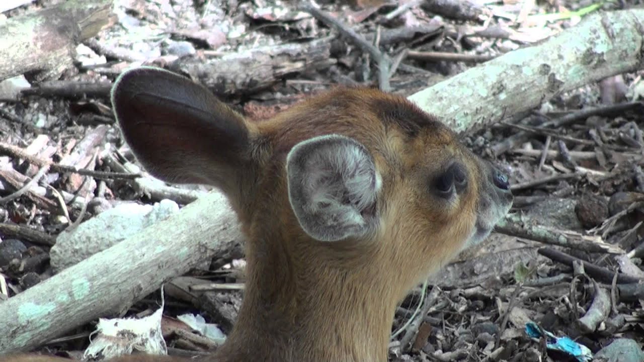Baby Deer - Phnom Tamao Zoo and Wildlife Rescue Center - Cambodia - YouTube