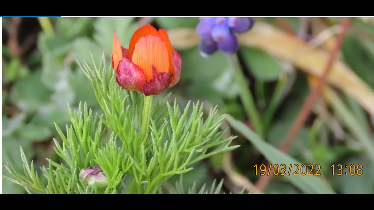 Adonis annua syn Adonis autumnalis Adonis phoenicea pheasant's eye ...