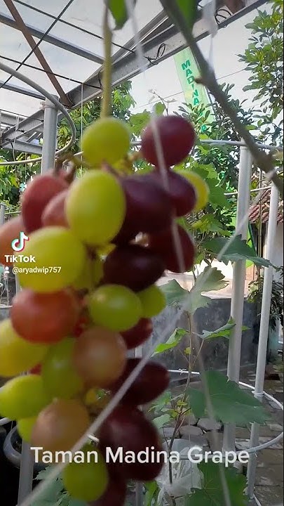 pesona Anggu Import di Taman Anggur Solo Madina Grape - YouTube