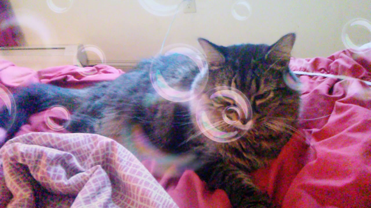 Prince the cat - YouTube