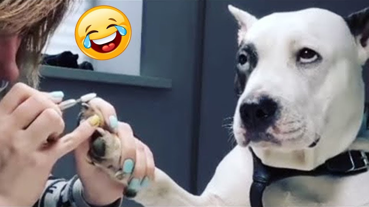 FUNNIEST Viral Dogs EVER!! - YouTube