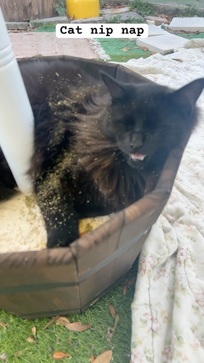 Bagheera in a full catnip coma—posted up in the umbrella base, wind blowing, totally unbothered ...