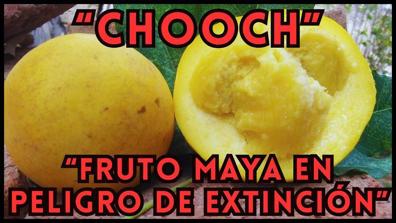 🔴FRUTA MAYA en PELIGRO de EXTINCION CHOOCH 😥 #frutas #fruit #exotic # ...