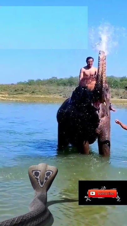 snake vs elephant #shorts #youtubeshorts #viralvideo #shortsvideo # ...