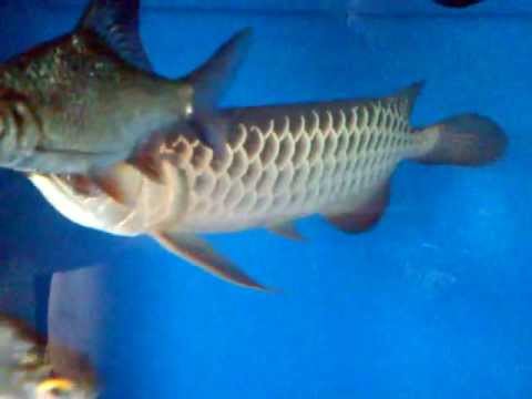 mael lambong FFFFFFFFFFFFFFFFFFFFFFFFFFFFFFFFFFFFFFFFFFFFF.3gp