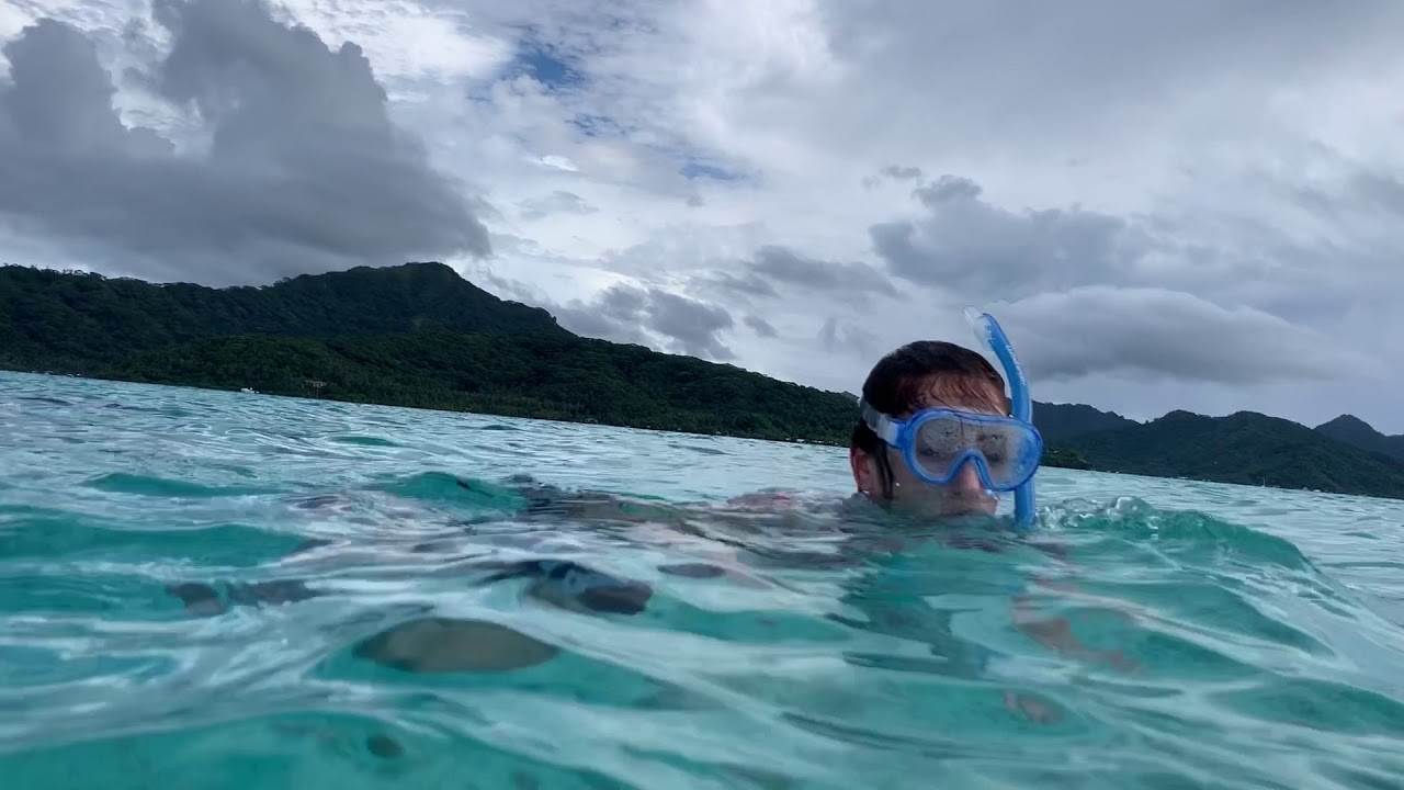 Swimming with sharks in French Polynesia - YouTube