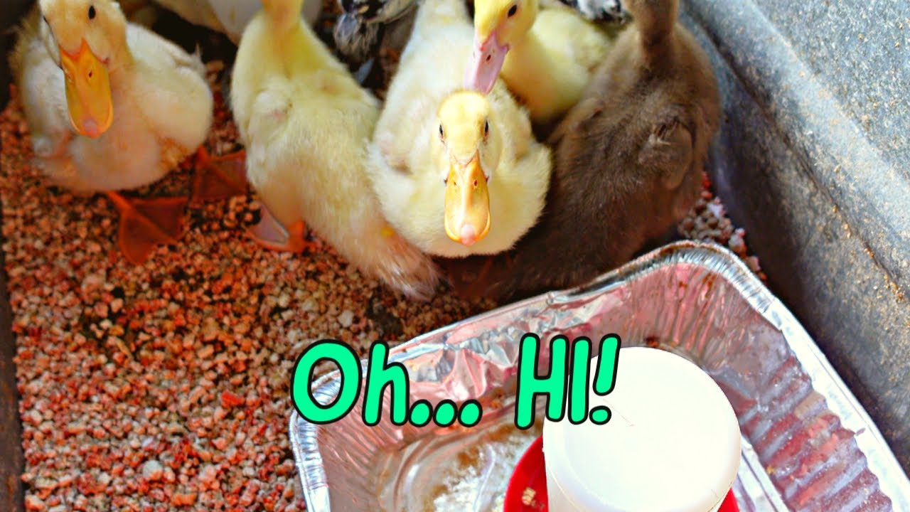 Ducks Poop A LOT! - YouTube