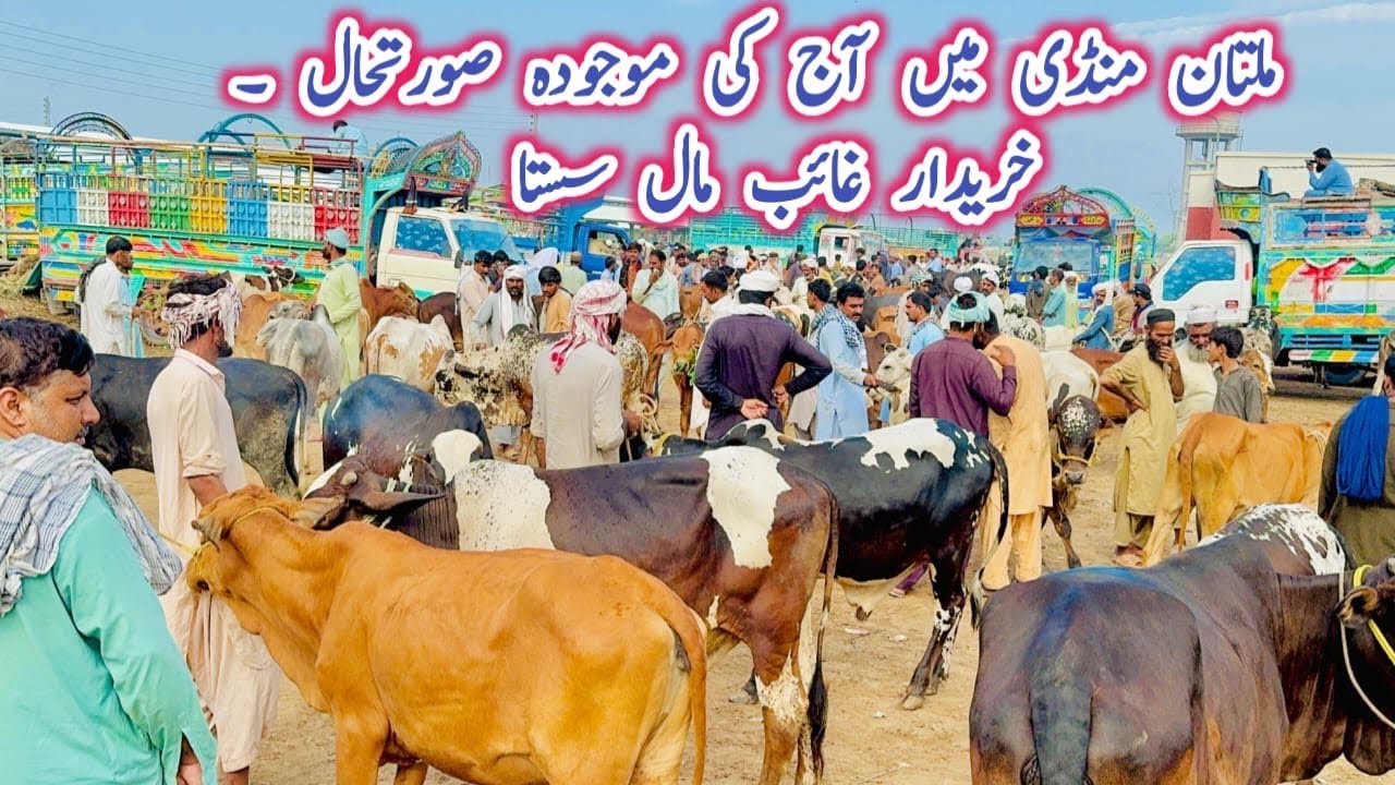 Multan Cow Mandi || Punjab Cattle Market Multan | Latest Update Multan ...
