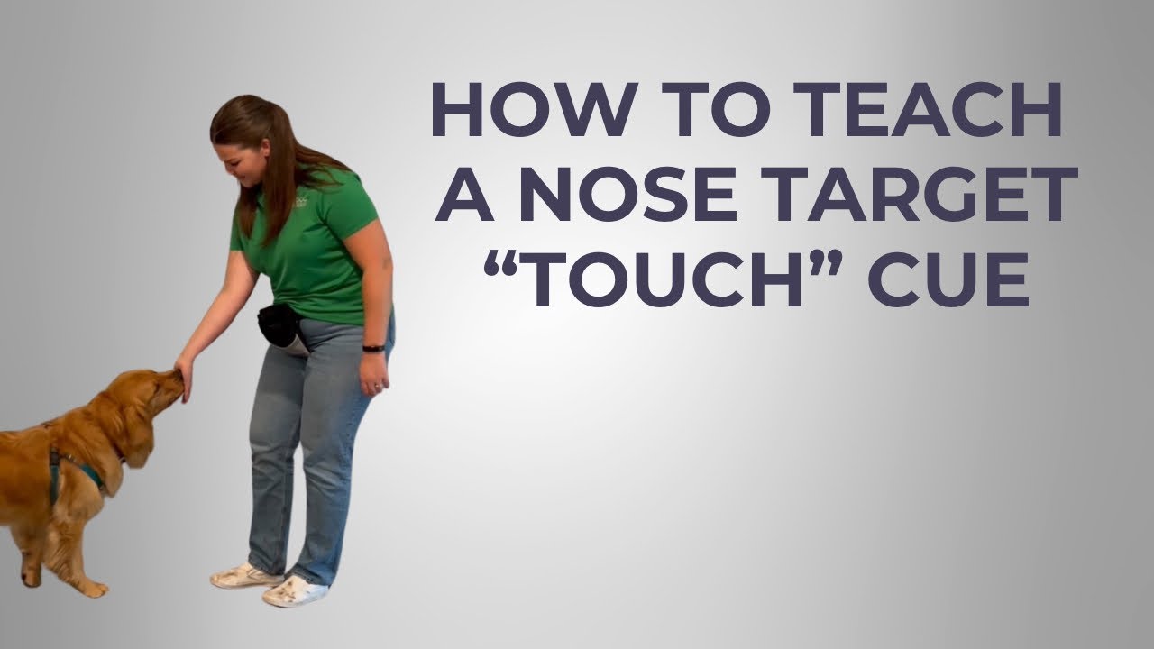 How to teach your dog “touch” - YouTube