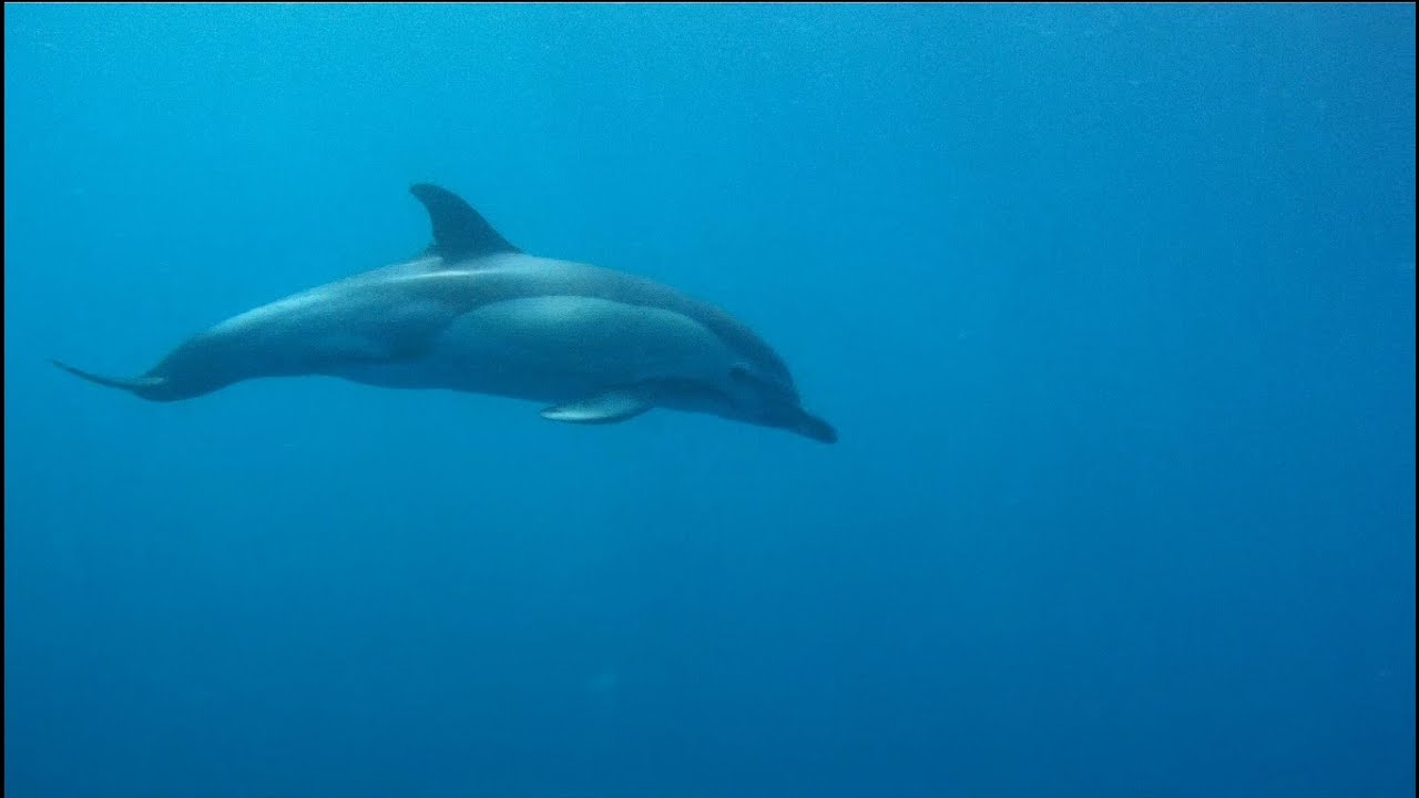 Nadando con delfines en libertad/Diving with free dolphins - YouTube