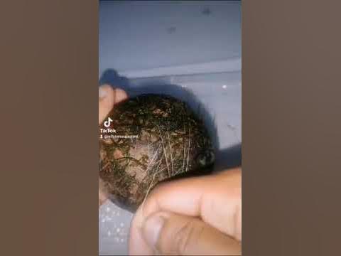 How to grow " Java moss" easy method - YouTube