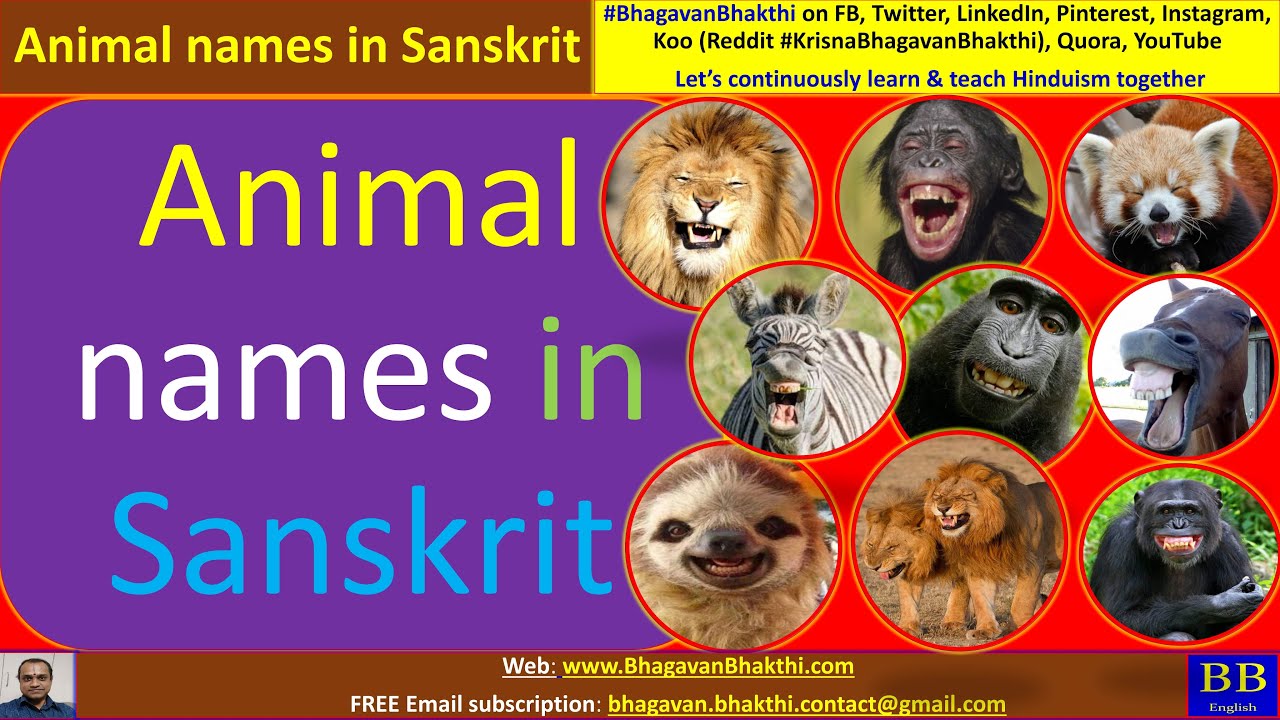 Animal names in Sanskrit (with synonyms) - YouTube