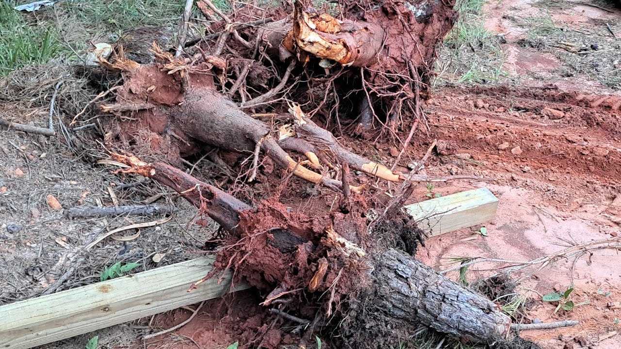 Pulling stumps with a trencher? - YouTube