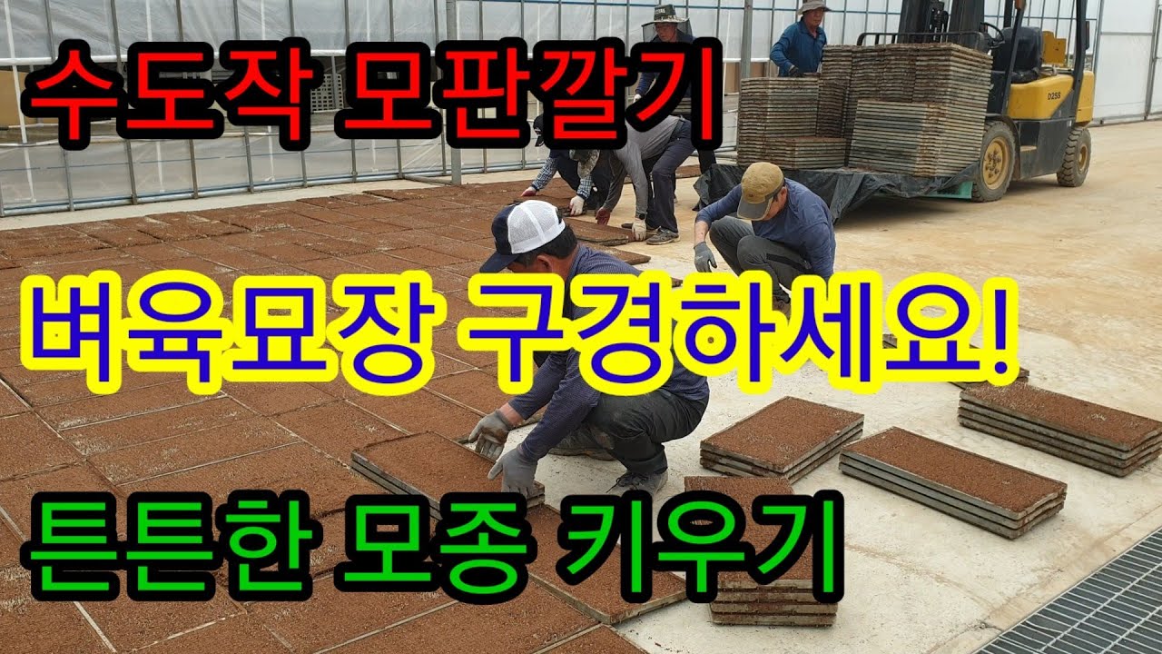 충남 서천군 한산면 갈숲농장 수도작 육묘장에 벼모판깔기 작업 현대식 육묘장시설로 농사일이 편해졌어요 마을사람들이 품앗이로