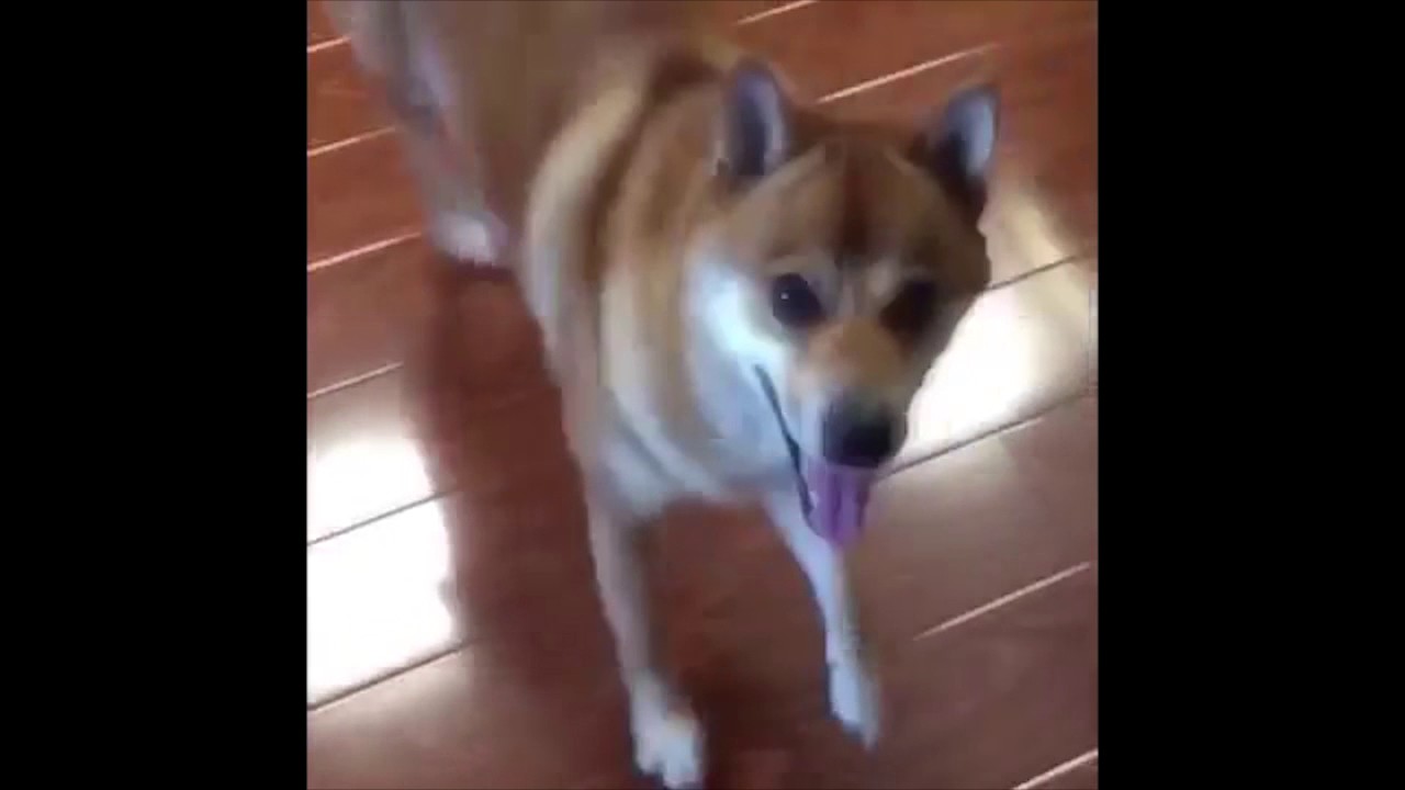 Happy Doggo Dancing - Meme #2 - YouTube
