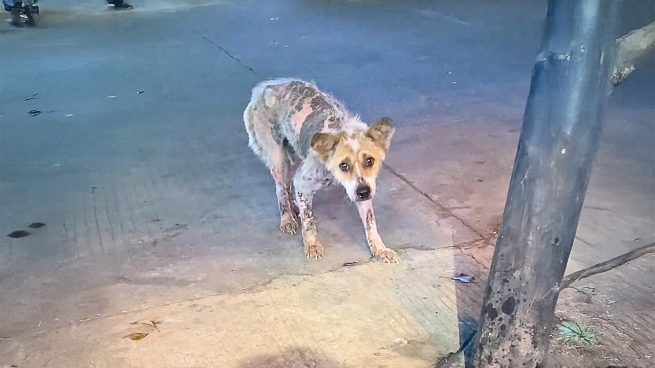 The sick stray knew she wasn't welcome, yet lingered timidly at the ...