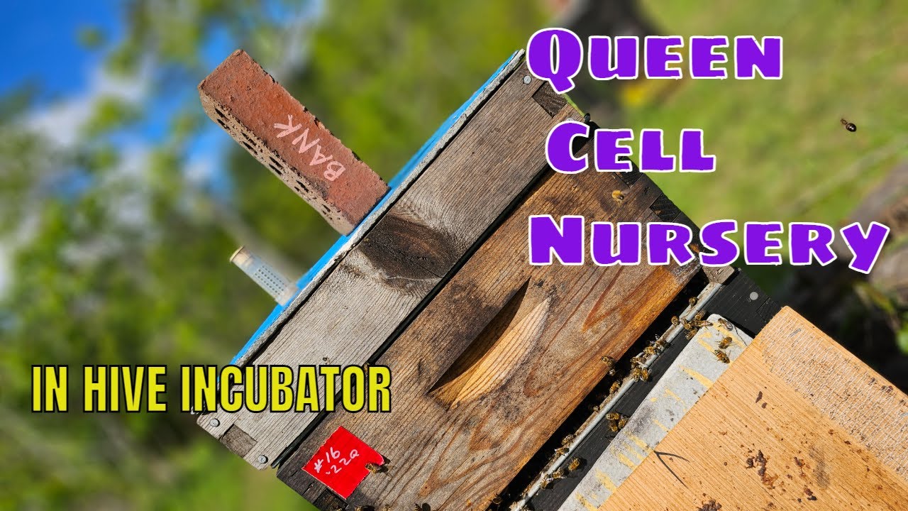 ☯️ How To Set Up A Queen Nursery / INCUBATOR (Bank) #beekeeping - YouTube