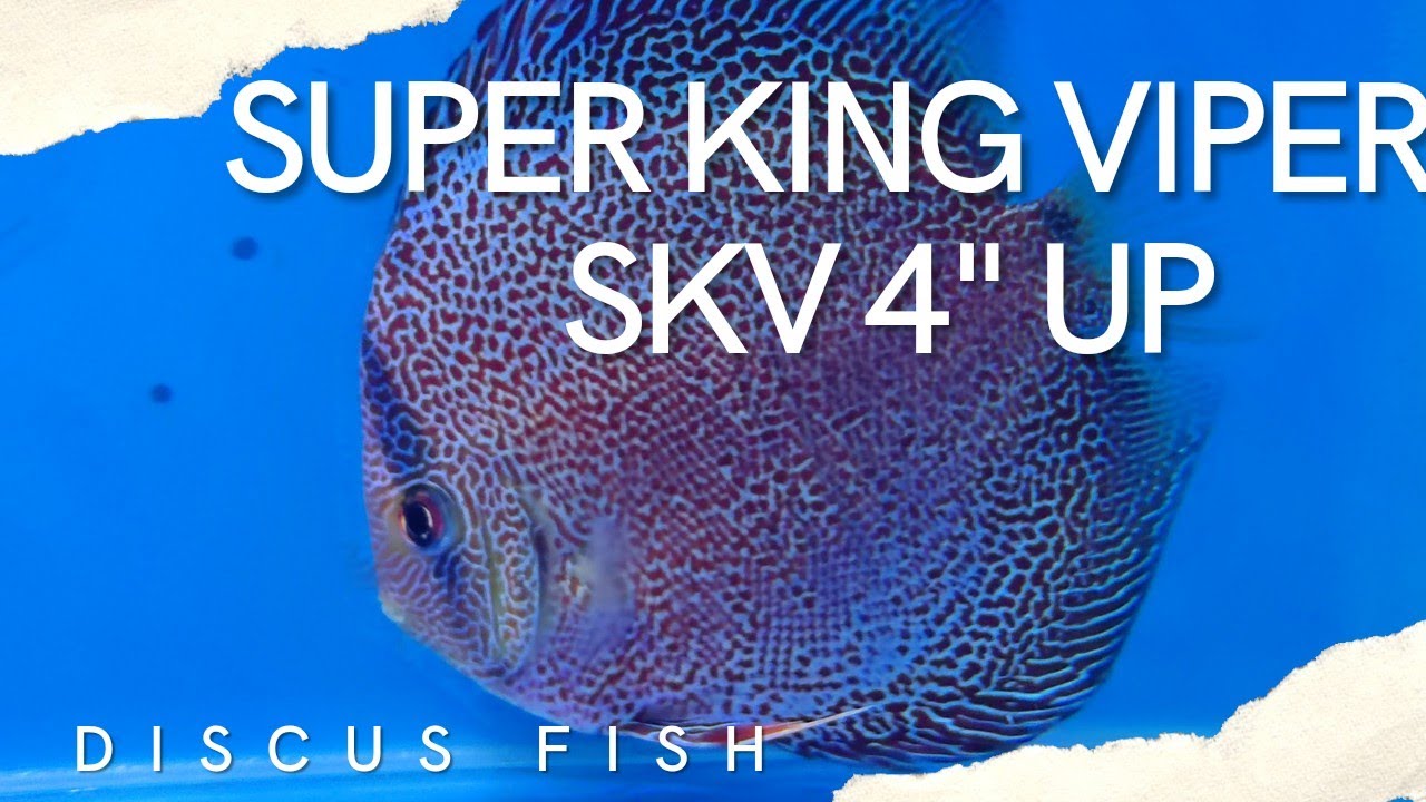 Super King Viper (SKV) Discus Fish - Size 4" Up - YouTube