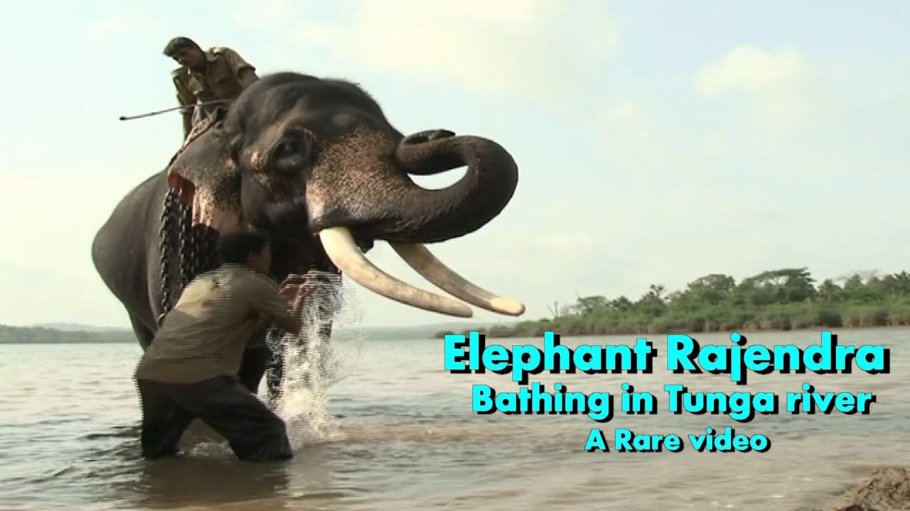 Elephant Rajendra in Tunga River-A sweet memory - YouTube