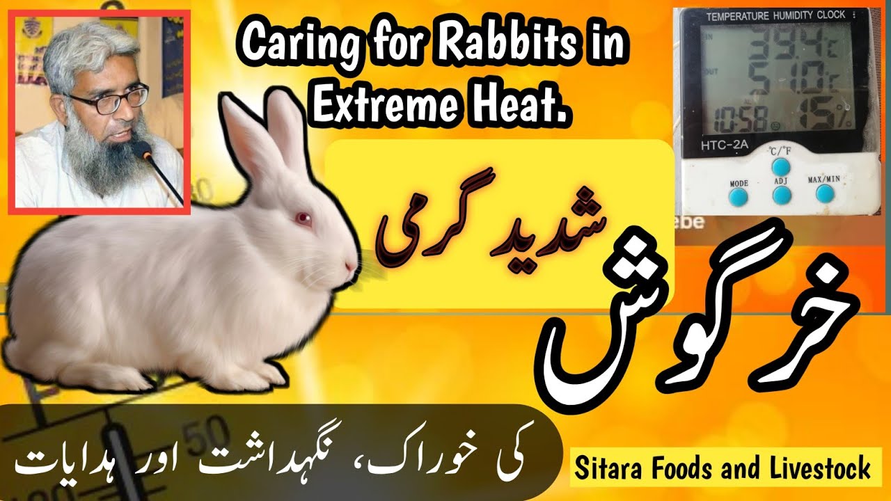 Caring For Rabbits in Extreme Heat - YouTube