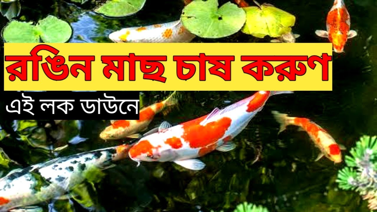 রঙিন মাছ চাষ শুরু করুণ এই লকডাউনে|Rongin mach chas bangla|Rongin Mach ...