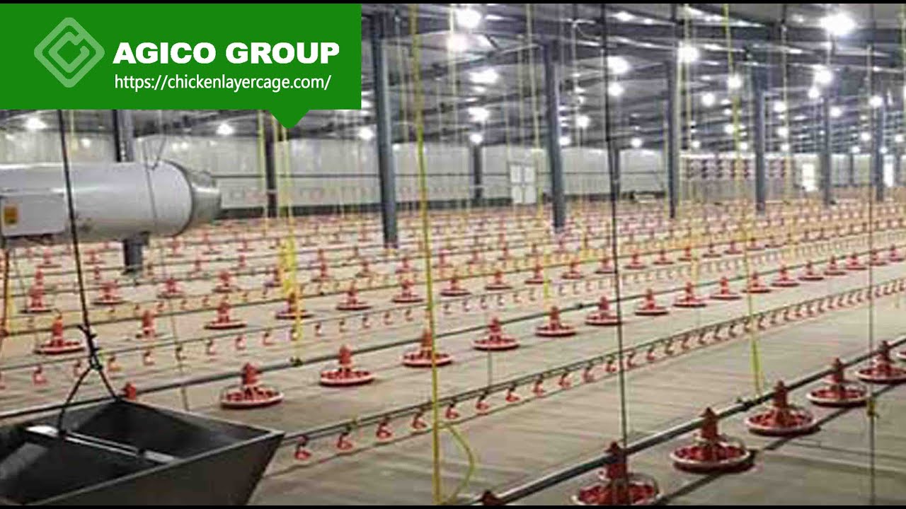 HIGHLIGHTS OF AGICO CAGE FREE CHICKEN FARM #Chickenraisingequipment ...