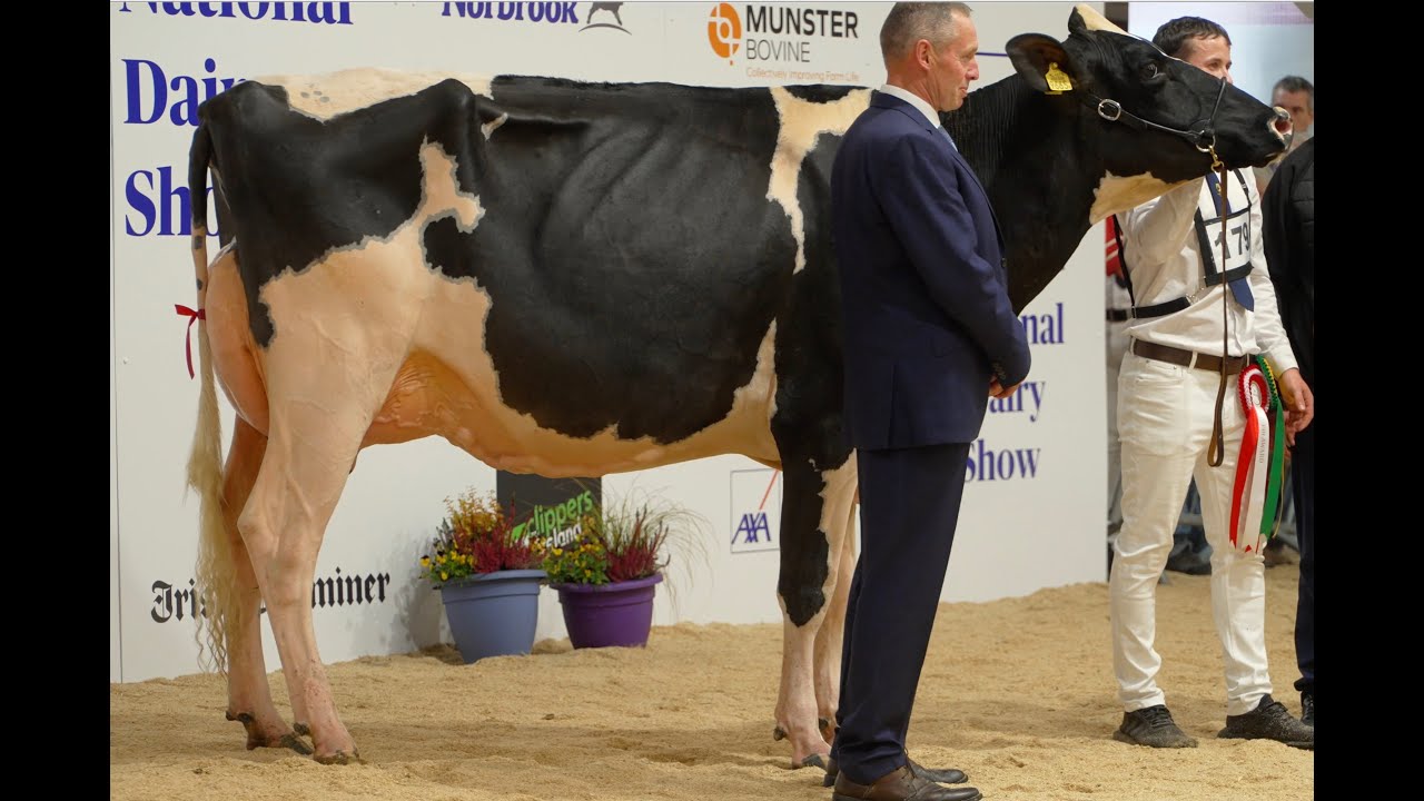 Senior 3yr Old Holstein Class - CRADENHILL ELIZA - National Dairy Show ...