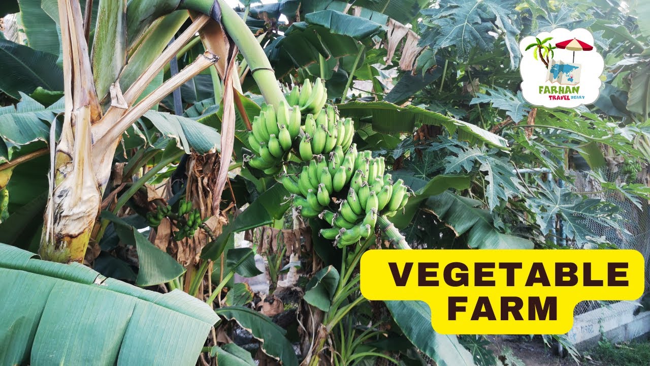 Hamdan's Trip to Vegetables and Fruit Farm|Fresh Vegetables and Fruits ...