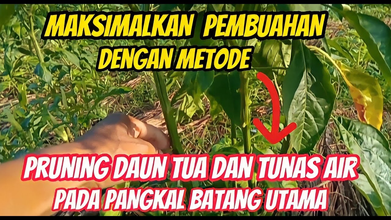 METODE PEREMPELAN DAUN TUA PADA BATANG UTAMA CABE RAWIT @ PETANI ...