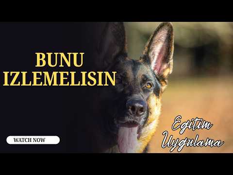 Köpeğimin Komutları Daha İstekli ve İyi Yapmasını Nasıl Sağlayabilirim? Uygulamalı Anlatım