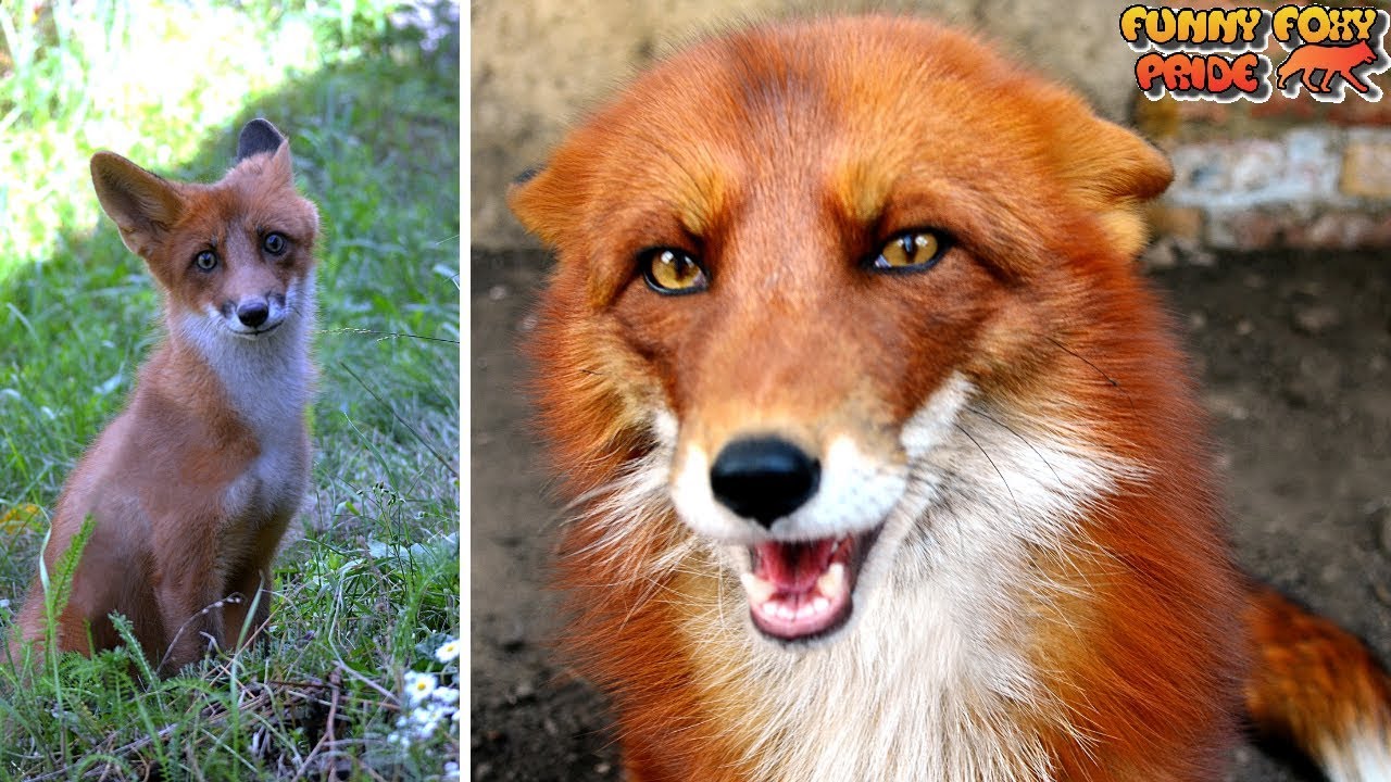 Fox Pup Alf vs Grown Up Fox - YouTube