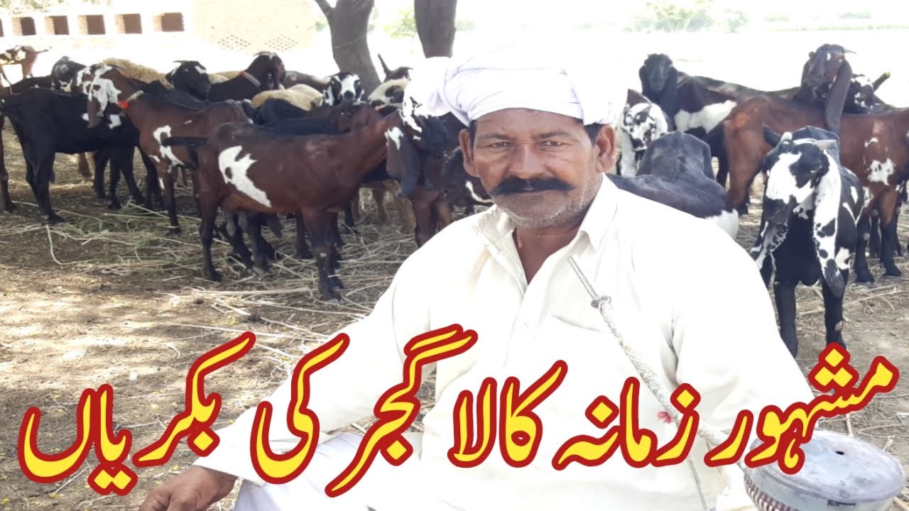 How to Start Beetal Goat Farming |Betal Goat Farming in Pakistan Kala ...