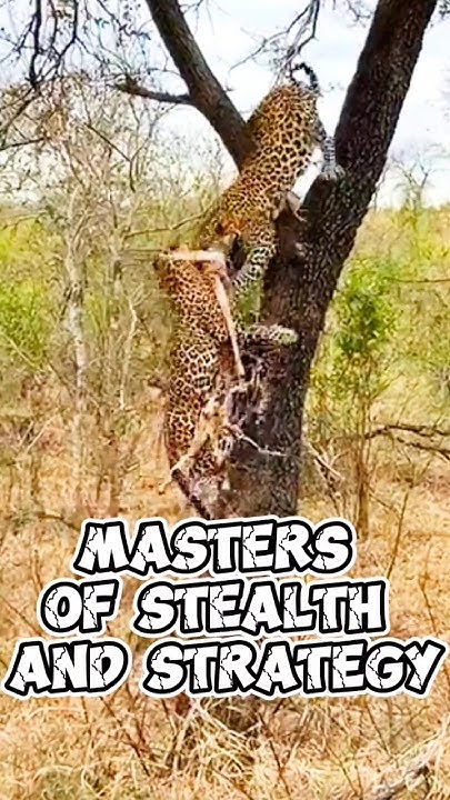 Leopards: Masters of Stealth and Strategy. - YouTube