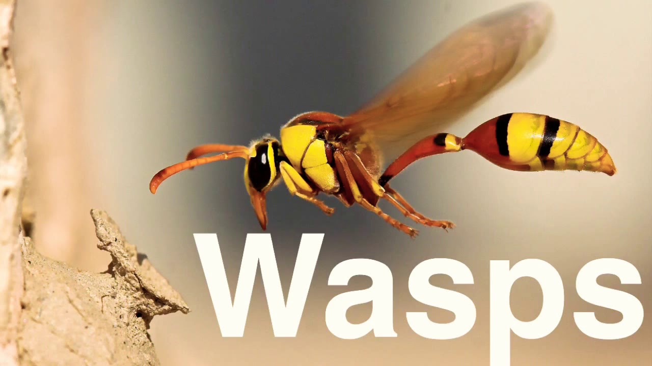 Interesting Facts About Wasps Youtube Gambaran