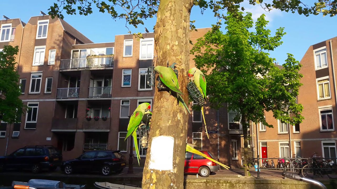 Green Parakeets in Amsterdam - YouTube