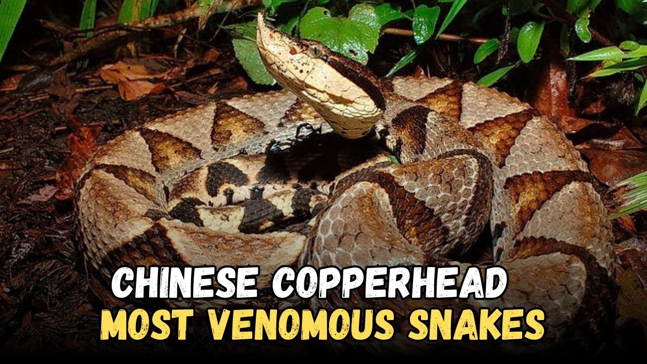 Chinese Copperhead Deinagkinstrodon Acutus - Most Venomous Snakes - YouTube
