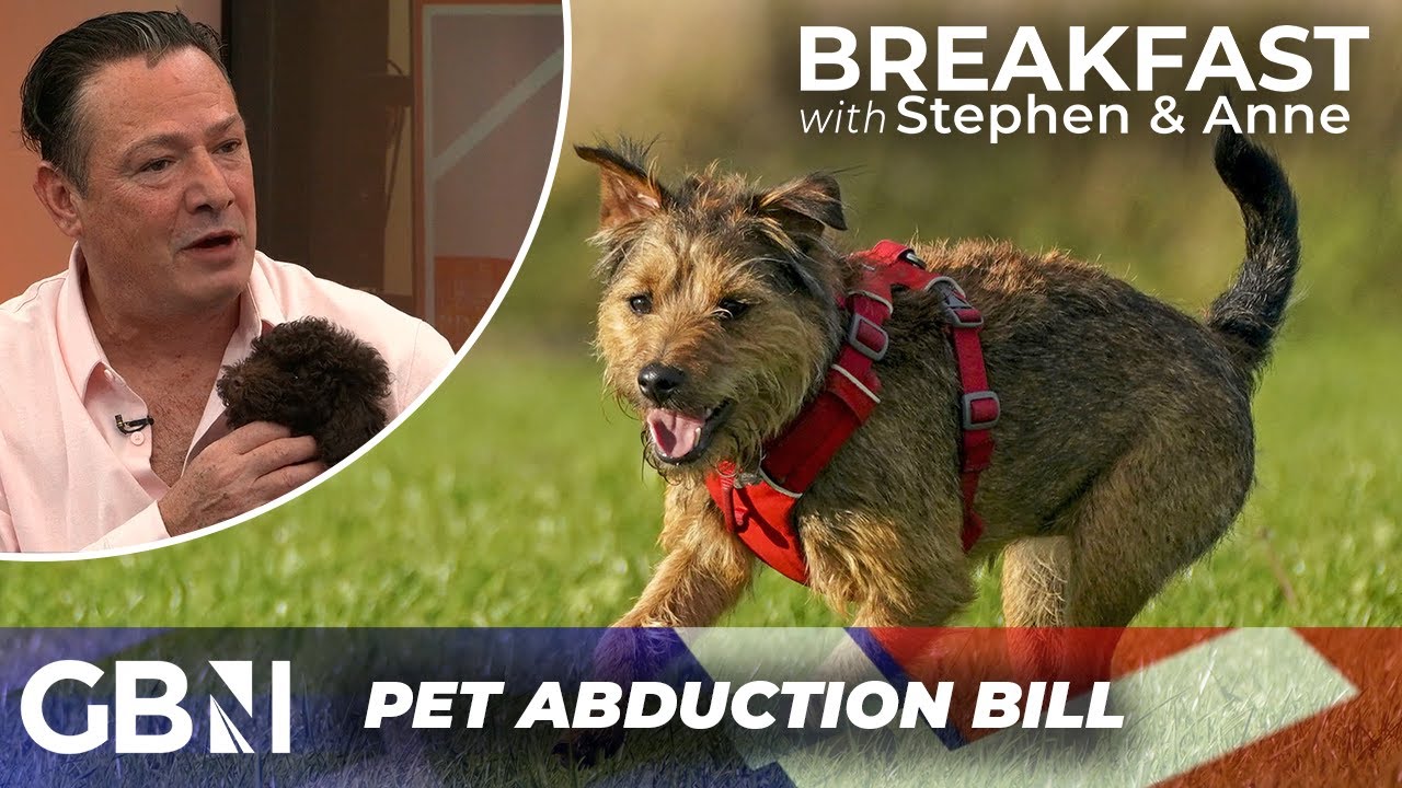 Dog abduction bill aims to 'protect dogs and their owners' with harsher ...