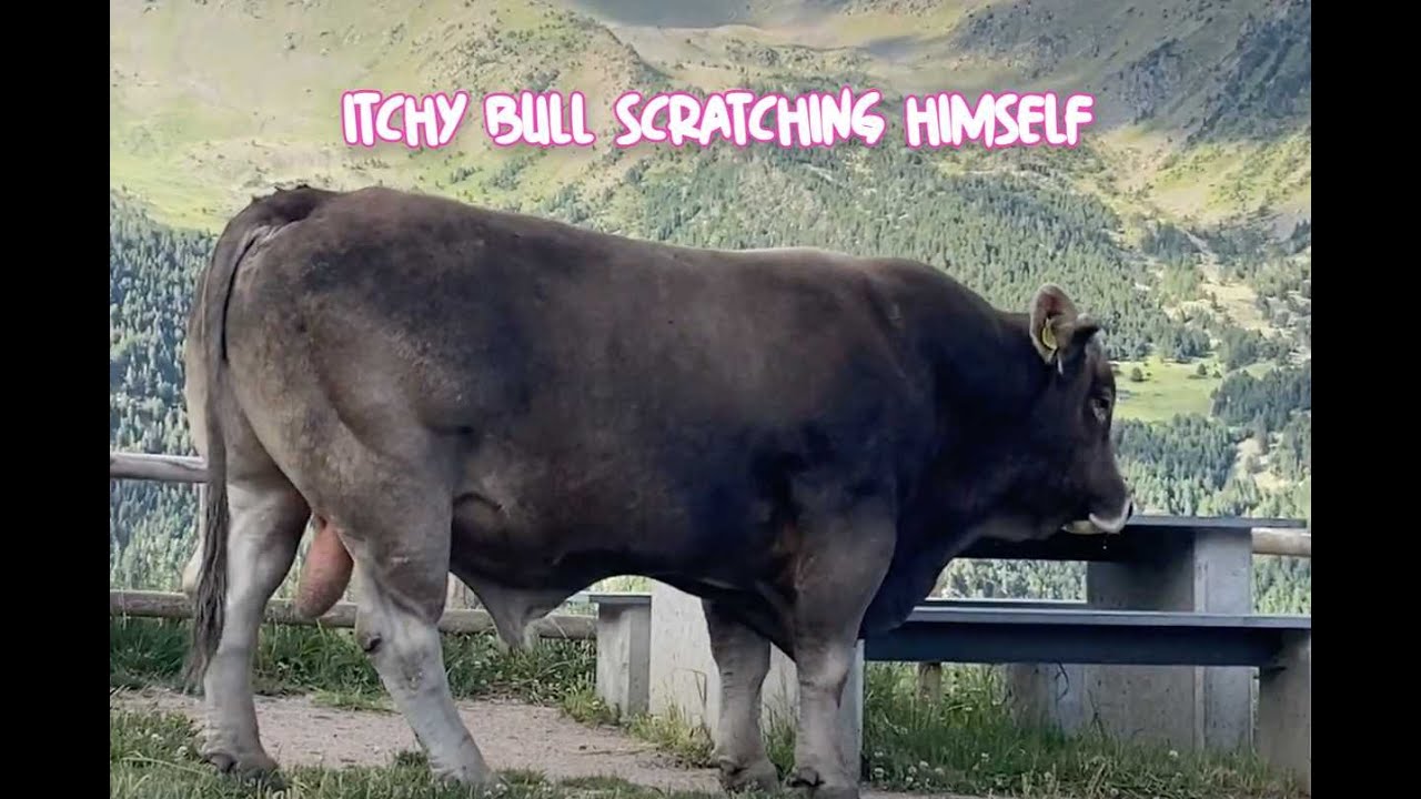 Itchy BULL at a Barbecue up the Andorra Pyrenees mountains with his ...