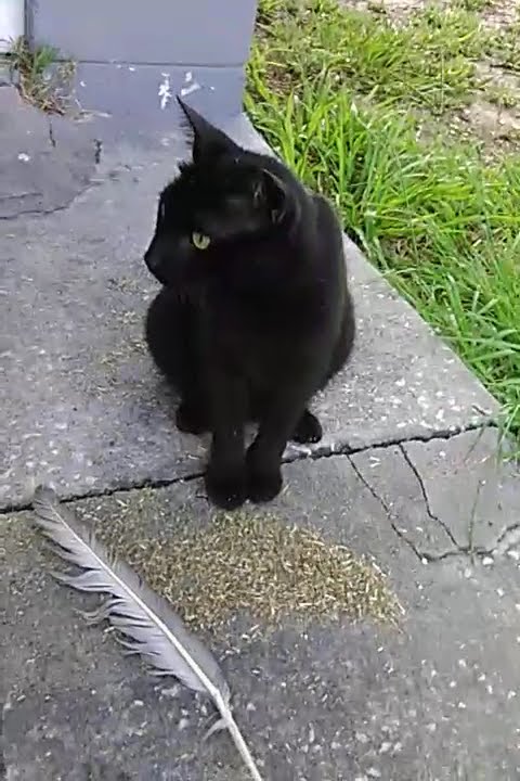 ferocious Cat defends against feather - YouTube